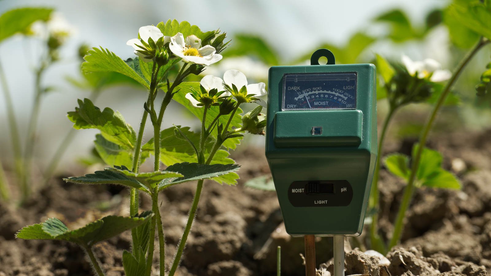 The Best Soil Moisture Meters For Perfect Watering