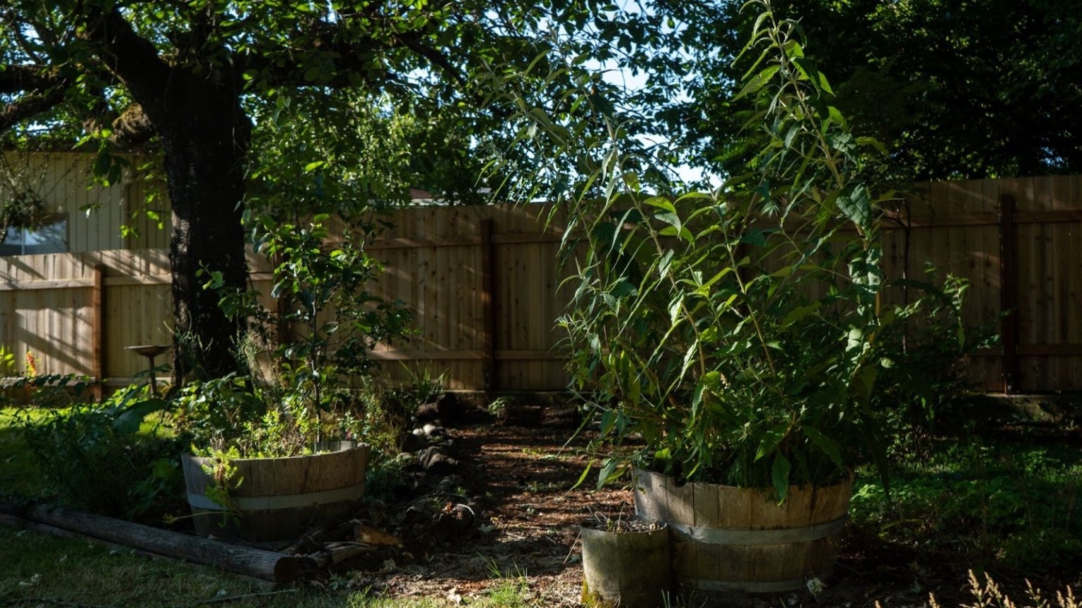 9 Tips for Removing Invasive Plants