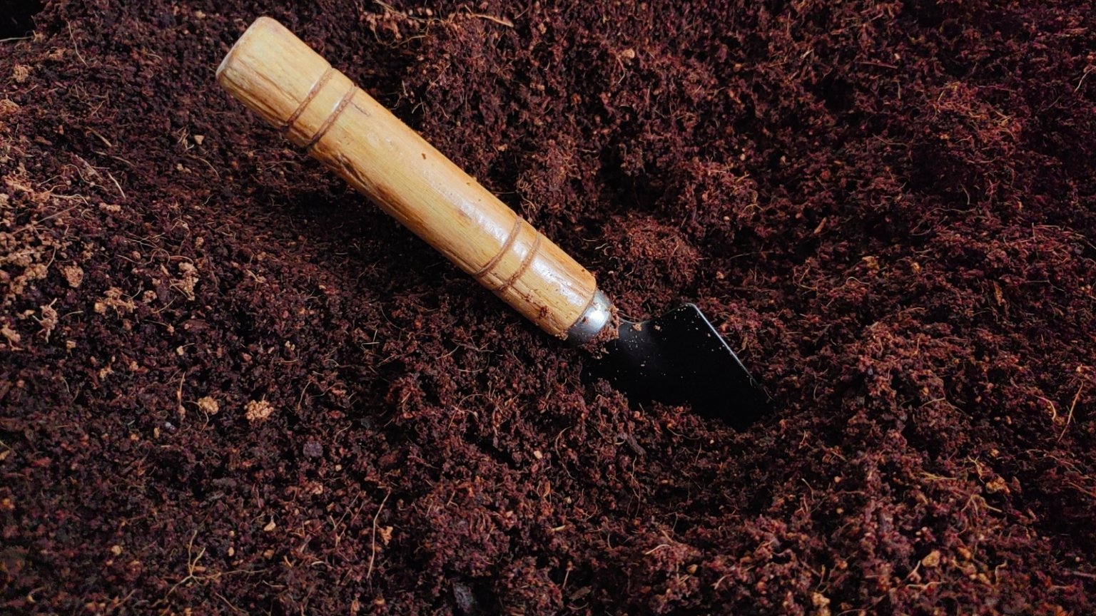 How to Plant, Grow, and Care for Flax