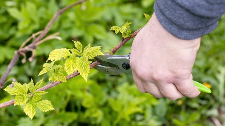 How to Prune Raspberries in 7 Steps