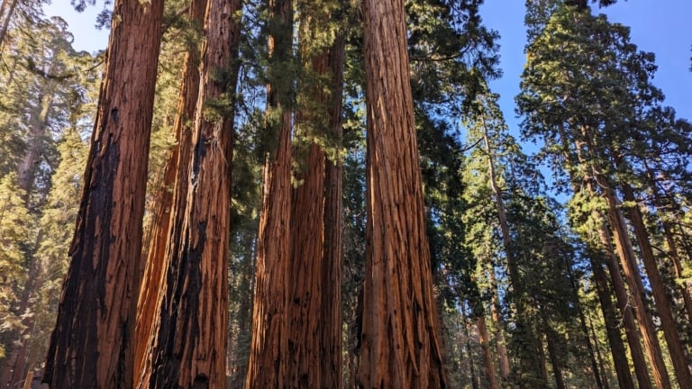 How to Plant, Grow, and Care for Giant Sequoia Trees