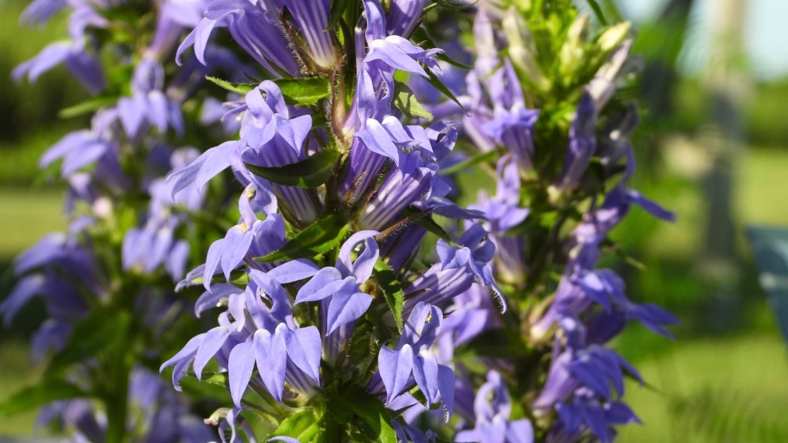 How to Plant, Grow, and Care For Great Blue Lobelia