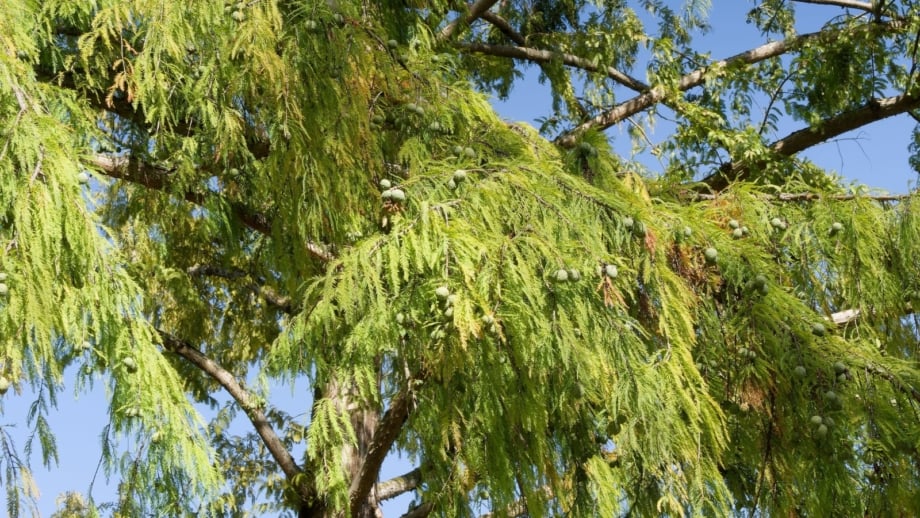 How to Plant, Grow, and Care for Dawn Redwood Trees