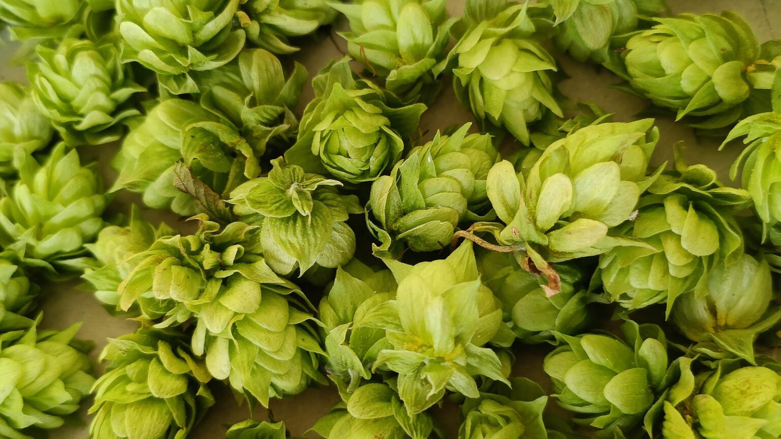 How to Plant, Grow, and Care for Hops