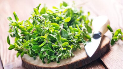 How to Plant, Grow, and Care for Marjoram