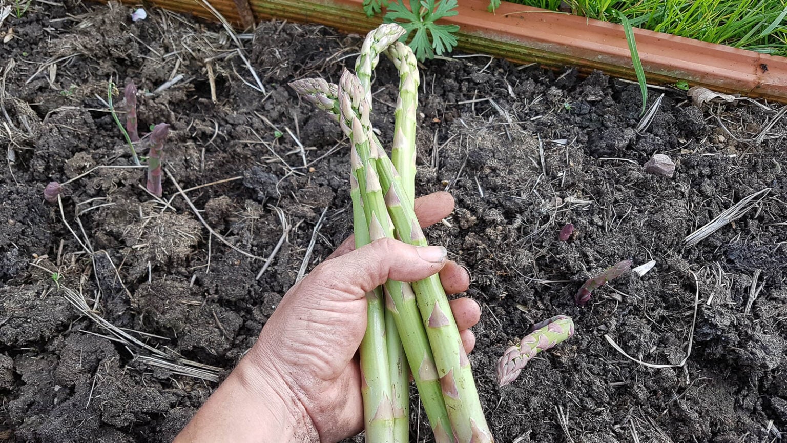 How to Identify, Control, and Prevent Asparagus Beetles