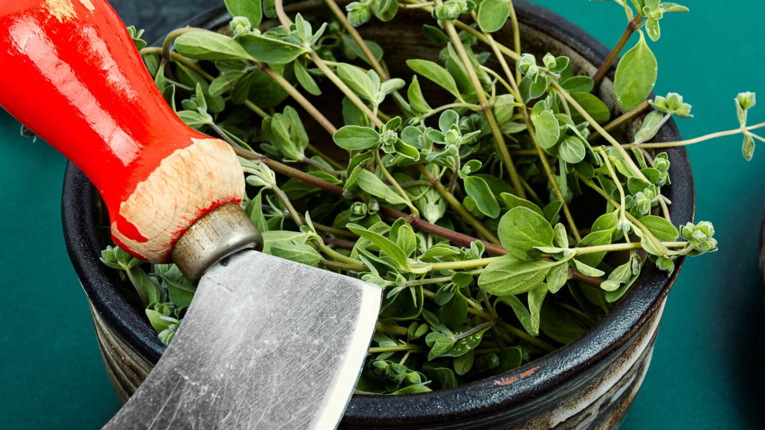 How to Plant, Grow, and Care for Marjoram