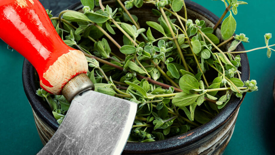 How to Plant, Grow, and Care for Marjoram