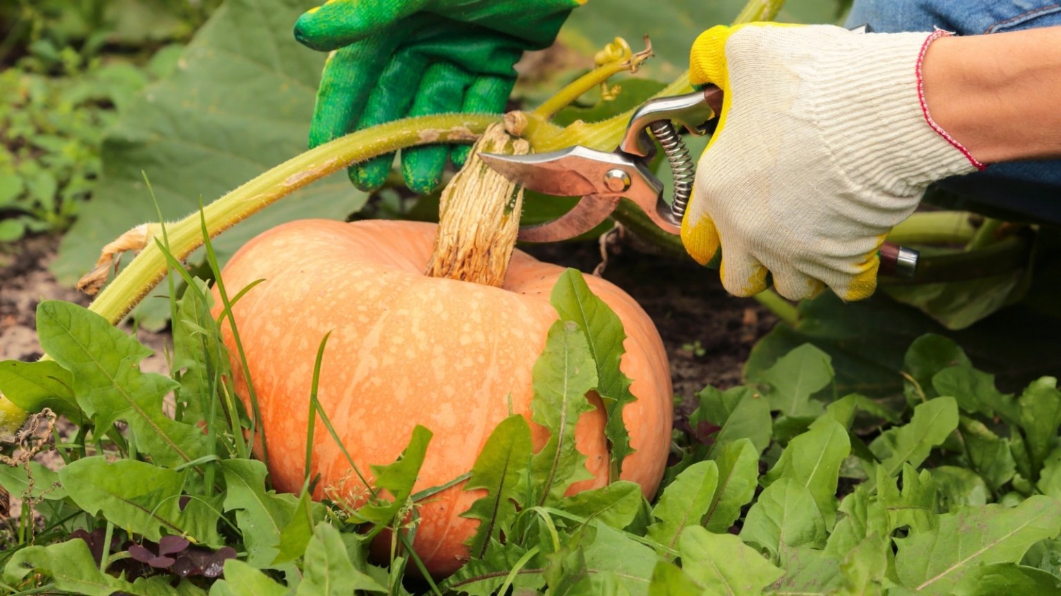 How Long Can You Leave Ripe Pumpkins on the Vine? - Epic Gardening
