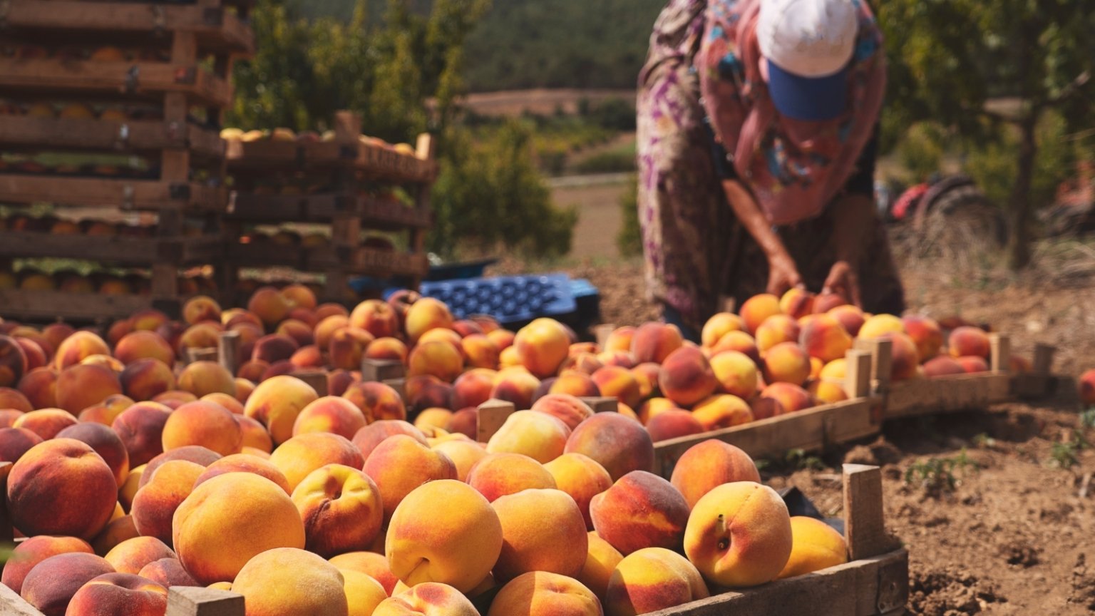 Harvesting Peaches: When and How to Pick Peaches