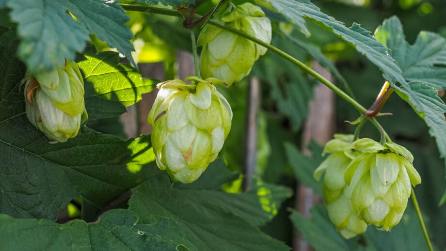 How to Plant, Grow, and Care for Hops