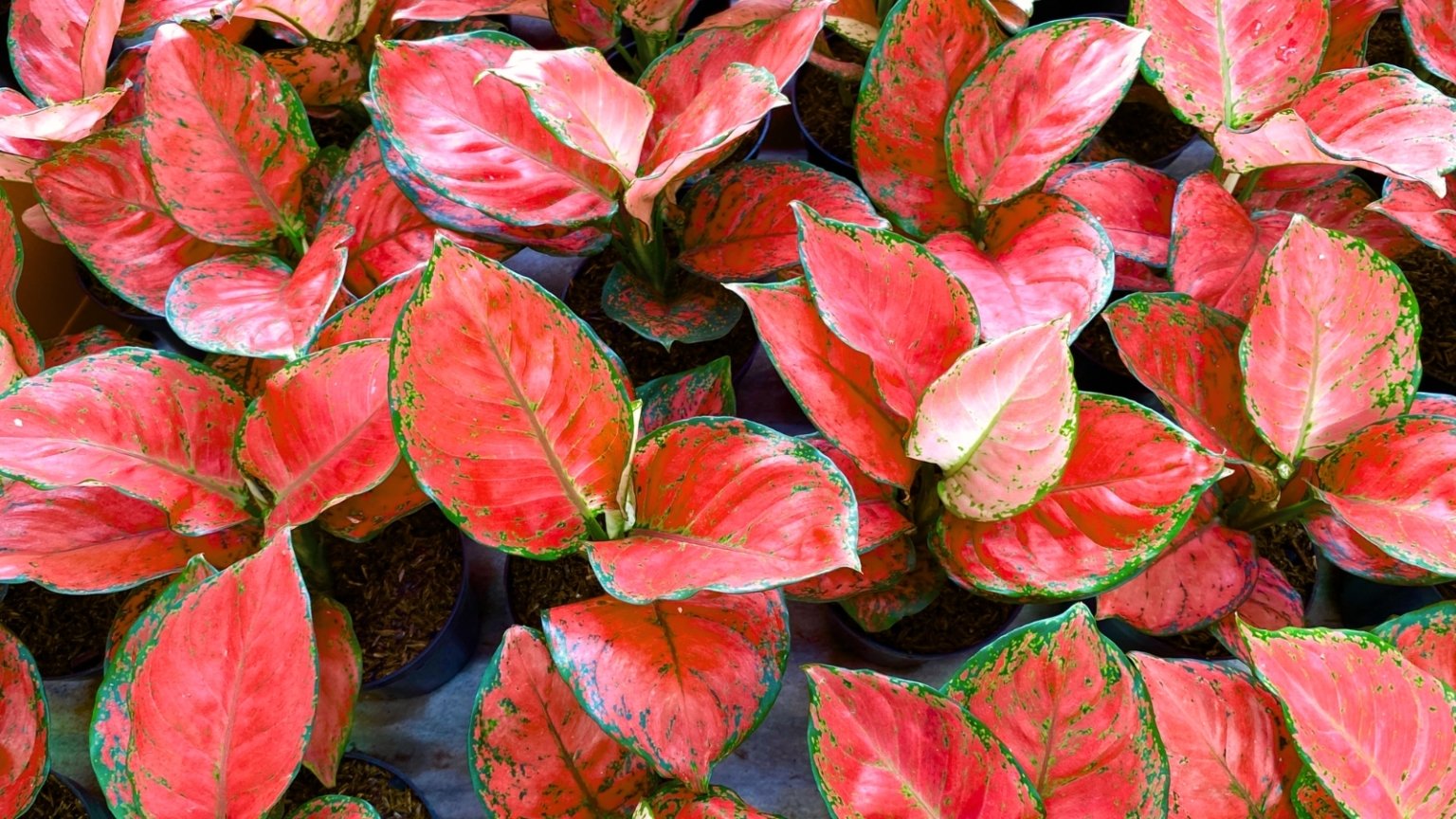 17 Houseplants with Red Foliage