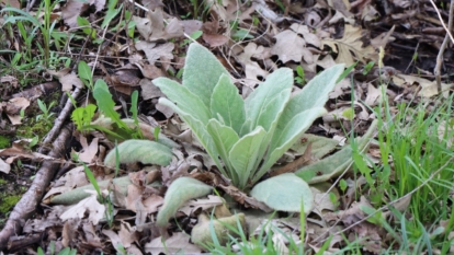How to Plant, Grow, and Care For Lamb’s Ear Plants
