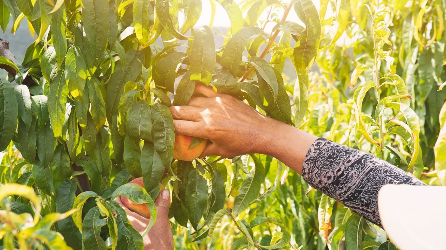 Harvesting Peaches: When and How to Pick Peaches