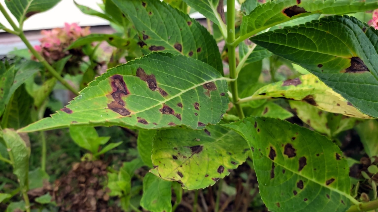 Why Are There Spots On My Hydrangea Leaves