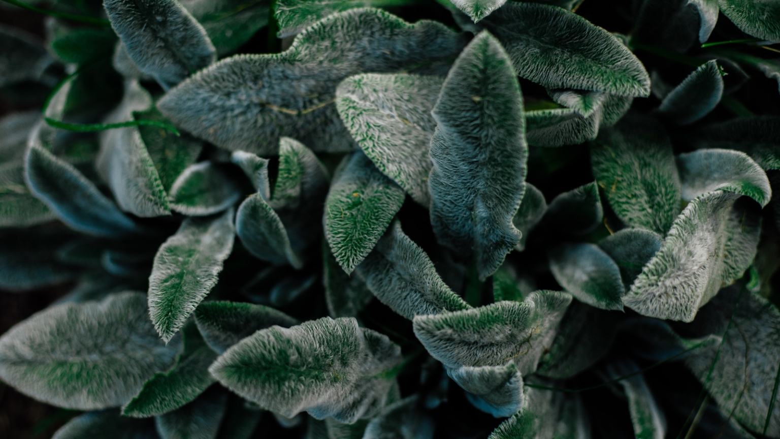 How to Plant, Grow, and Care For Lamb’s Ear Plants