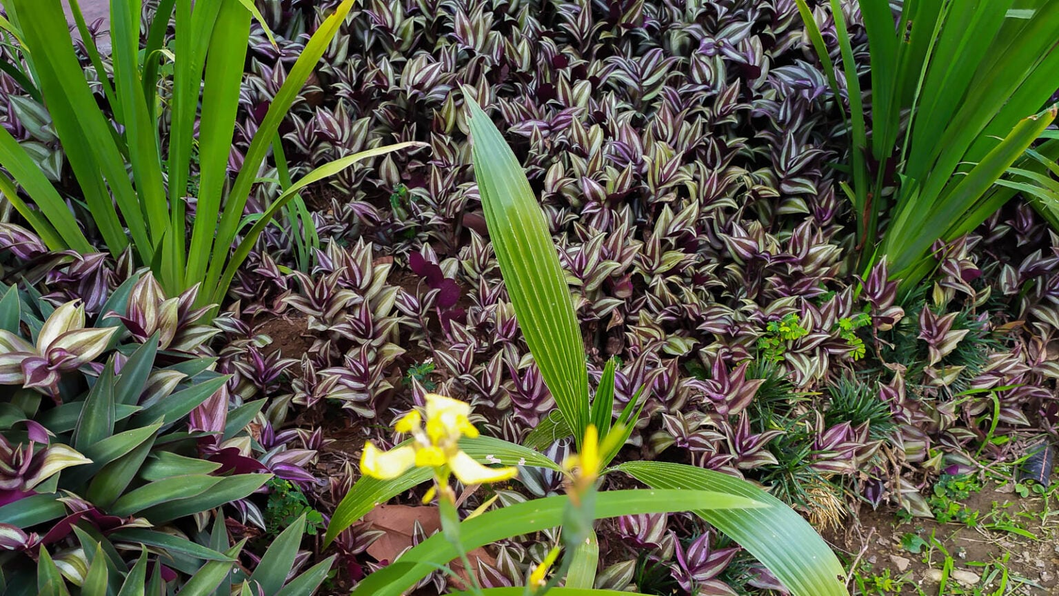 How to Grow Inch Plant Outdoors