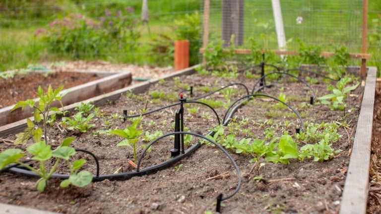 Planning Your Spring Vegetable Garden: 9 Pro Tips