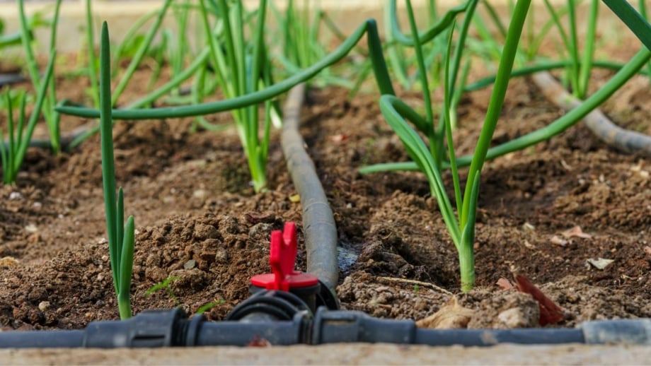 How to Set Up Irrigation for Raised Garden Beds