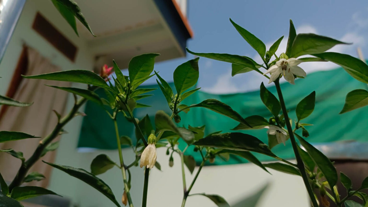 How to Plant, Grow, and Care for Jalapeños