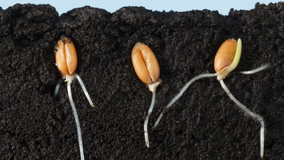Do Seeds Need Light to Germinate?