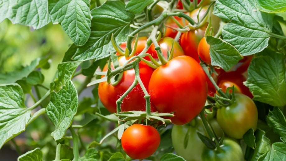 10 Things You Should Know Before Growing Tomatoes