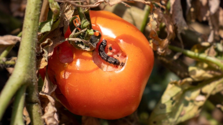 What's Eating My Tomatoes?