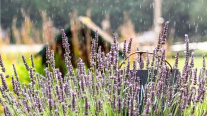 How Much Water Does Lavender Need?