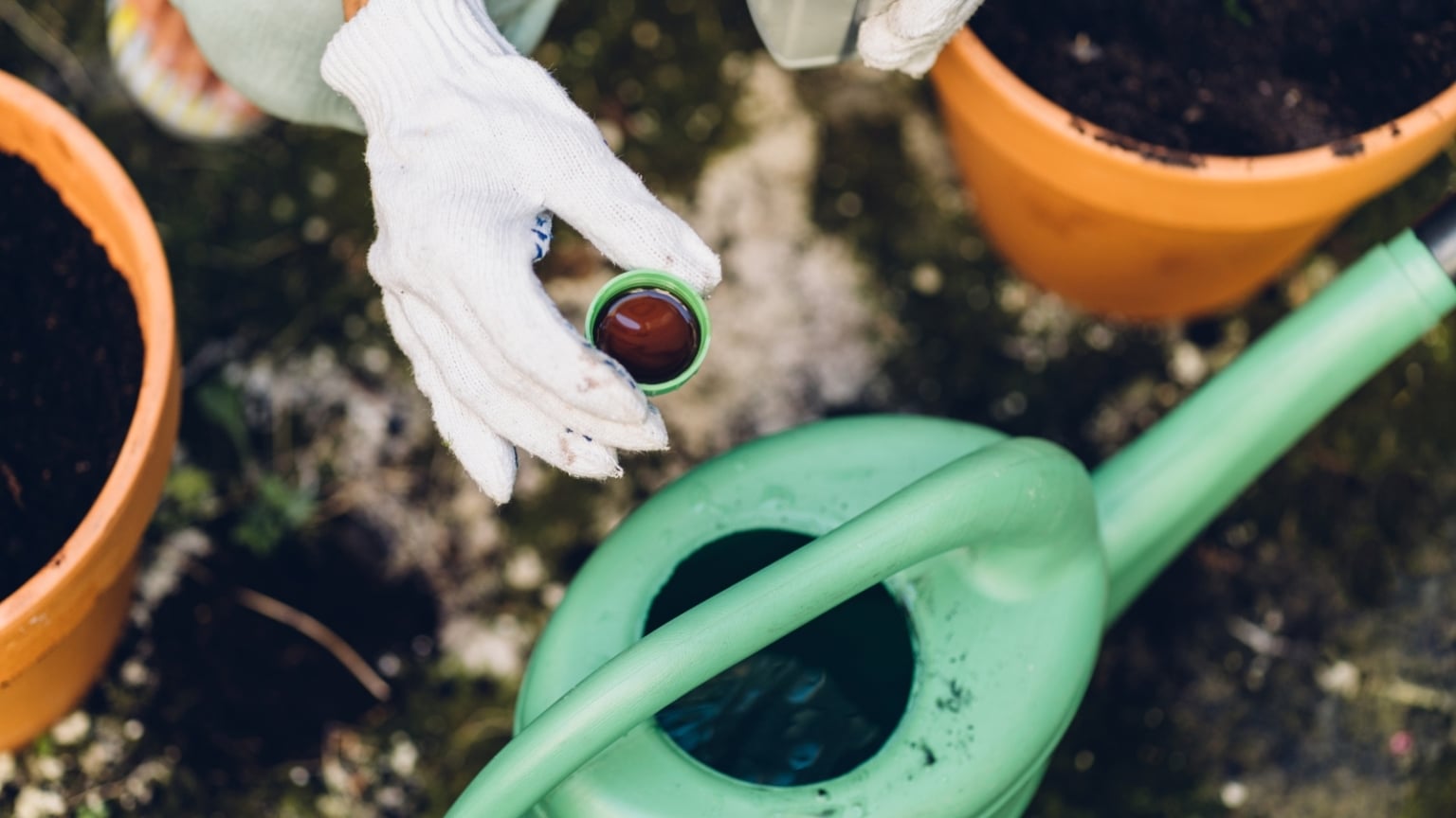 How to Plant, Grow, and Care for Silver Dollar Plant