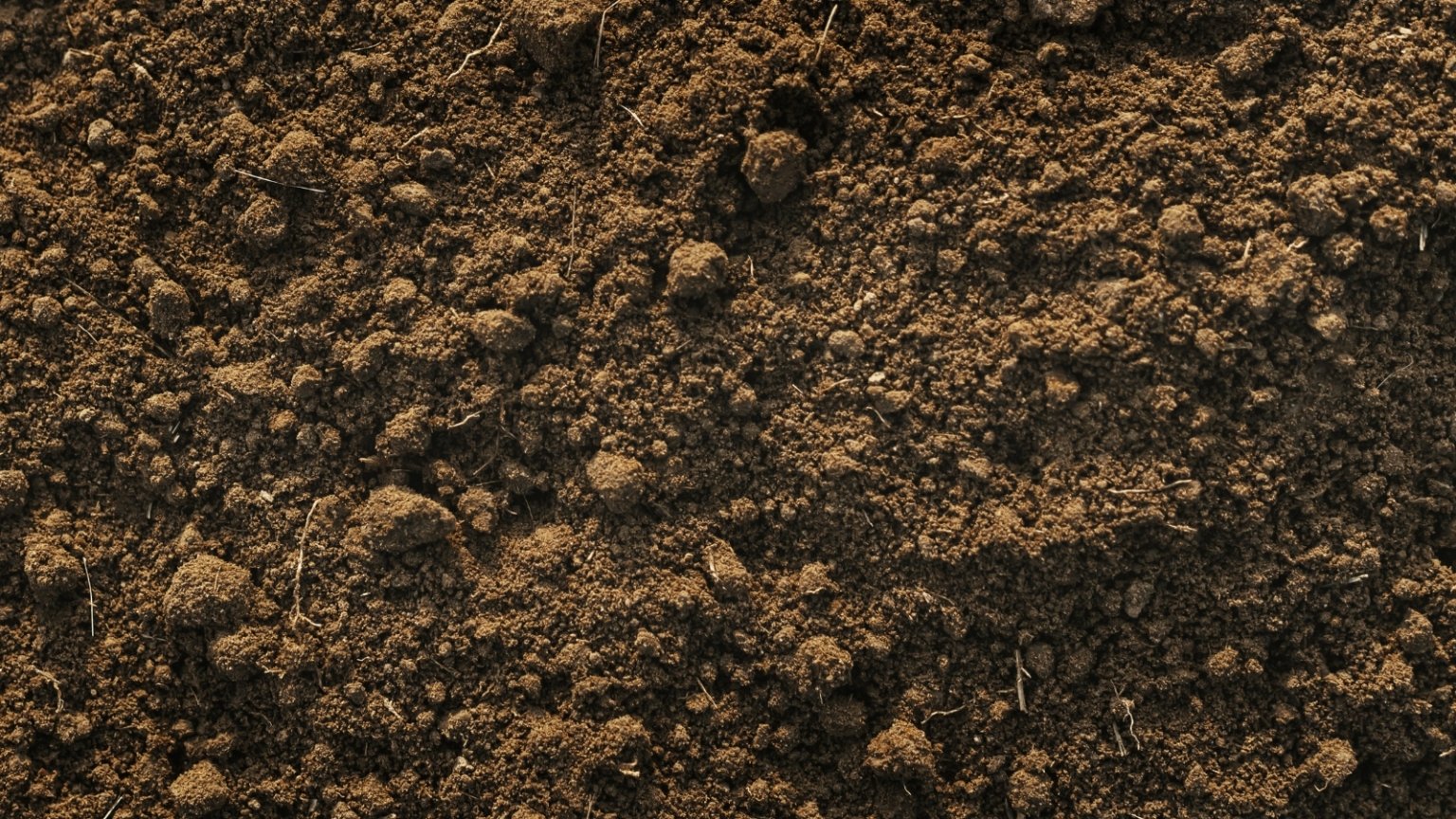 How to Plant, Grow, and Care for Fennel