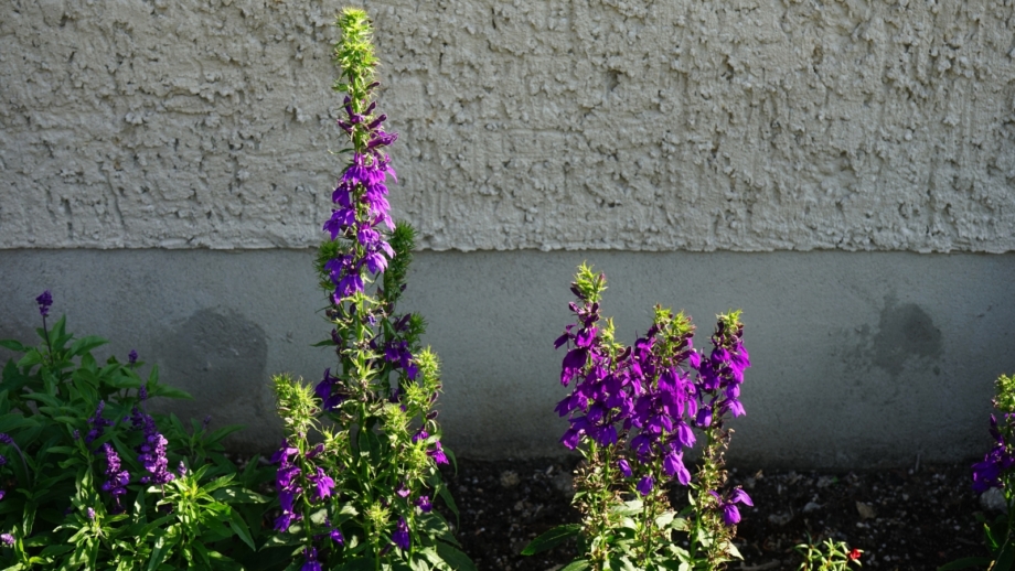 How to Plant, Grow, and Care For Great Blue Lobelia
