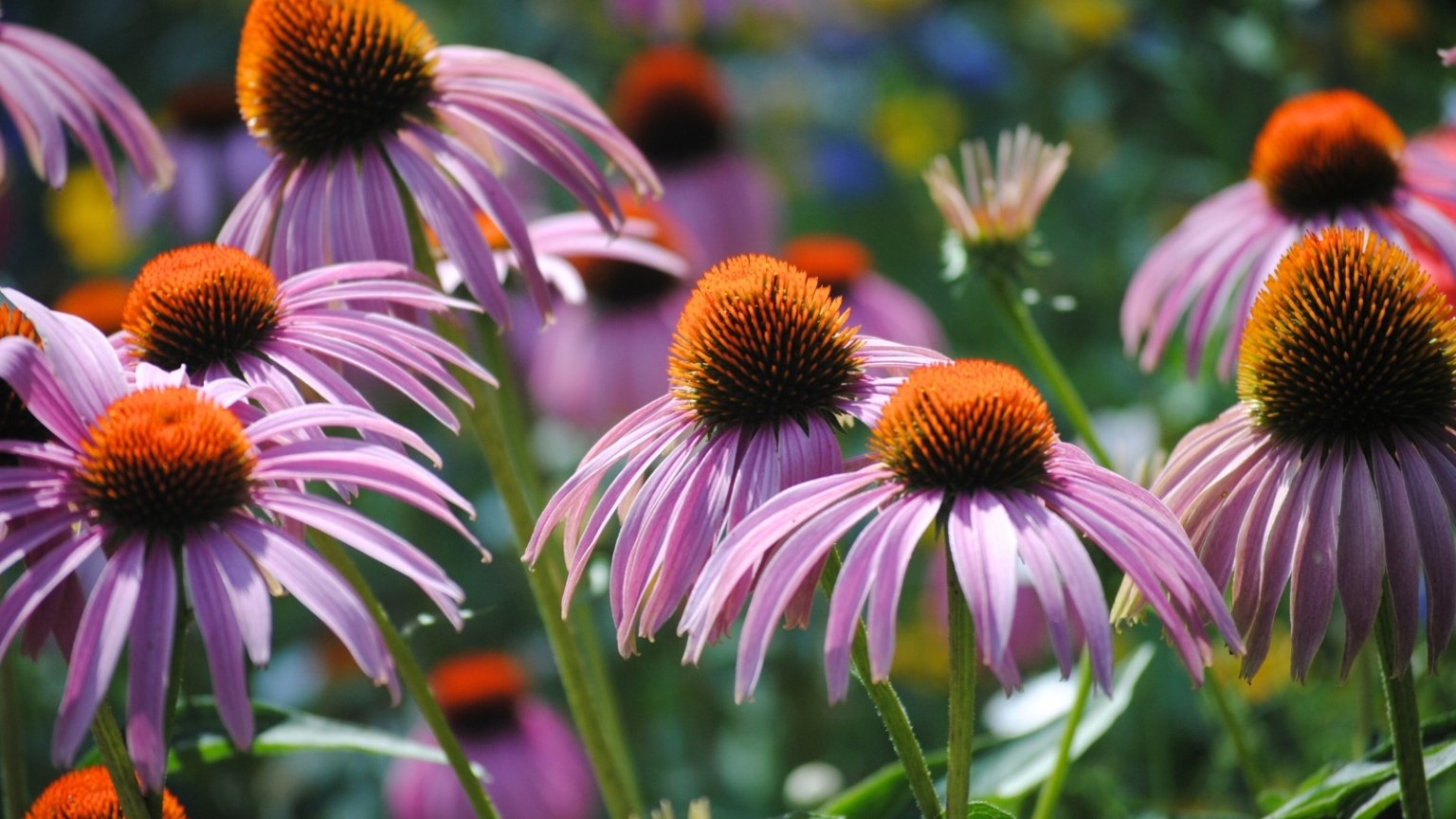 21 Longest-Flowering Perennials for Lasting Color
