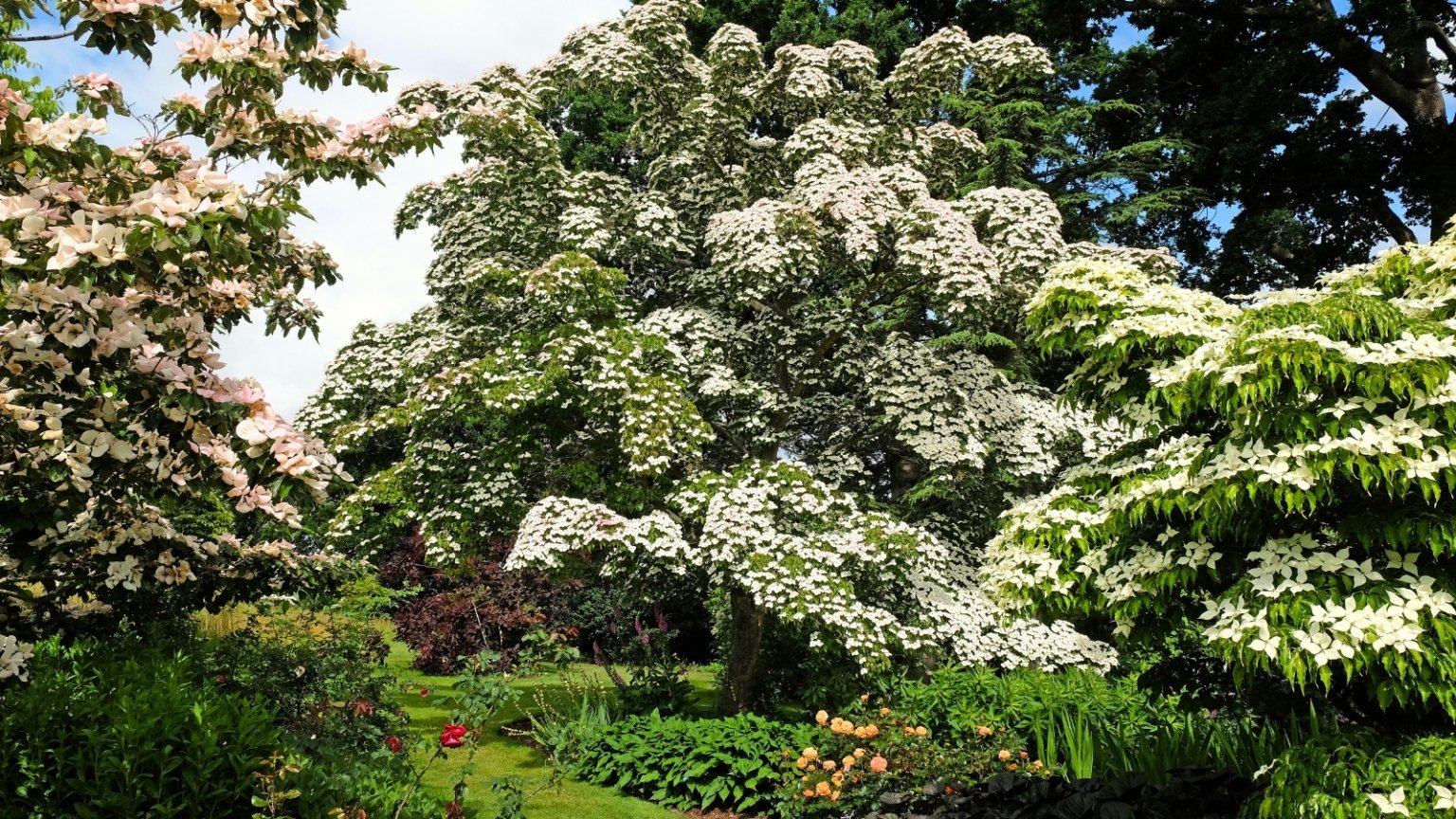 17 Low-Maintenance Trees For Your Landscape