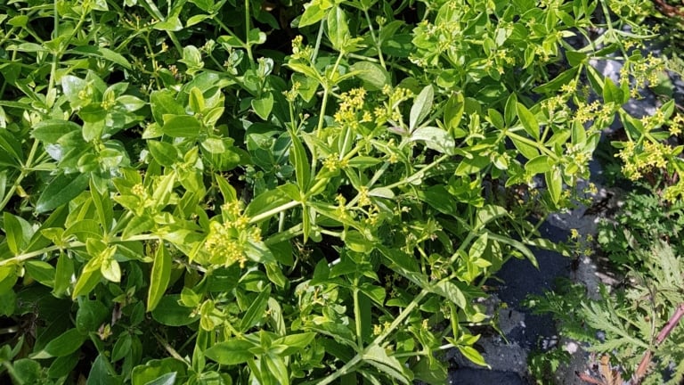 How to Plant, Grow, and Care for Madder Root