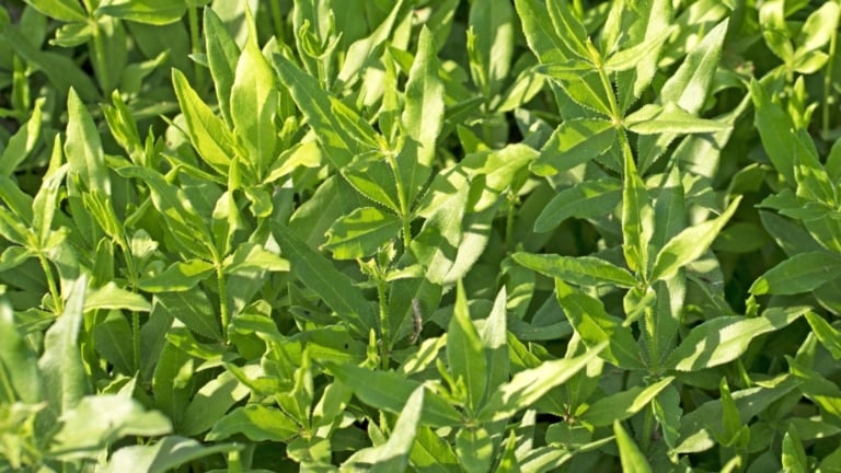 How to Plant, Grow, and Care for Madder Root