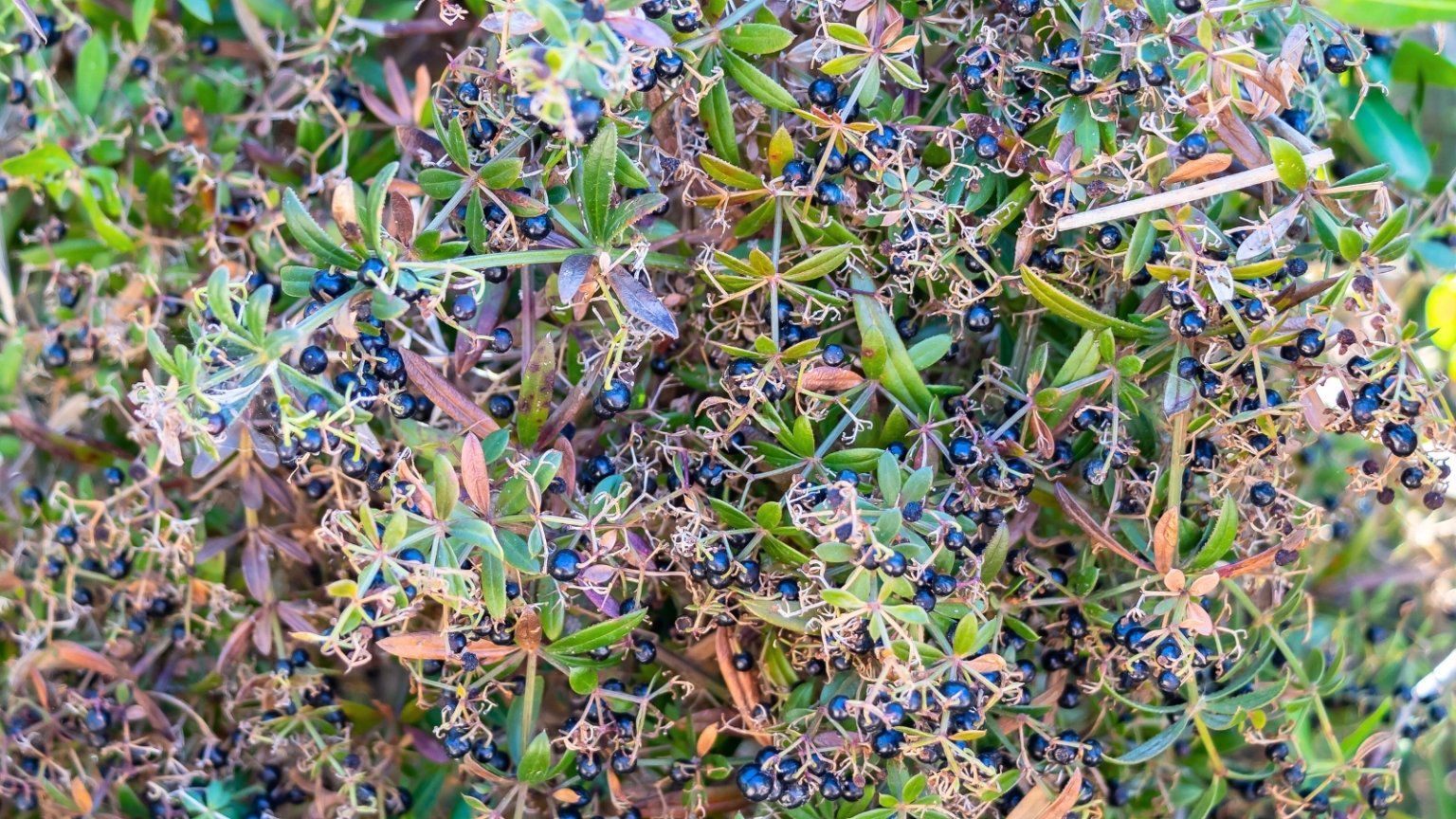 How to Plant, Grow, and Care for Madder Root