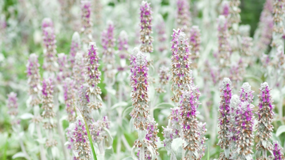 How to Plant, Grow, and Care For Lamb’s Ear Plants
