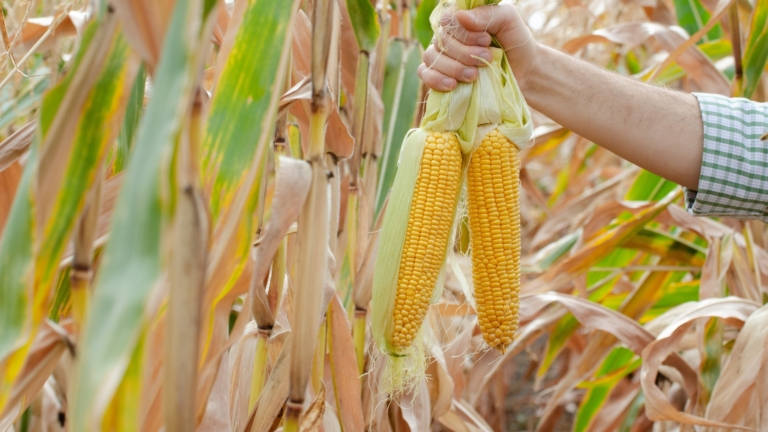 How to Identify and Control Armyworms