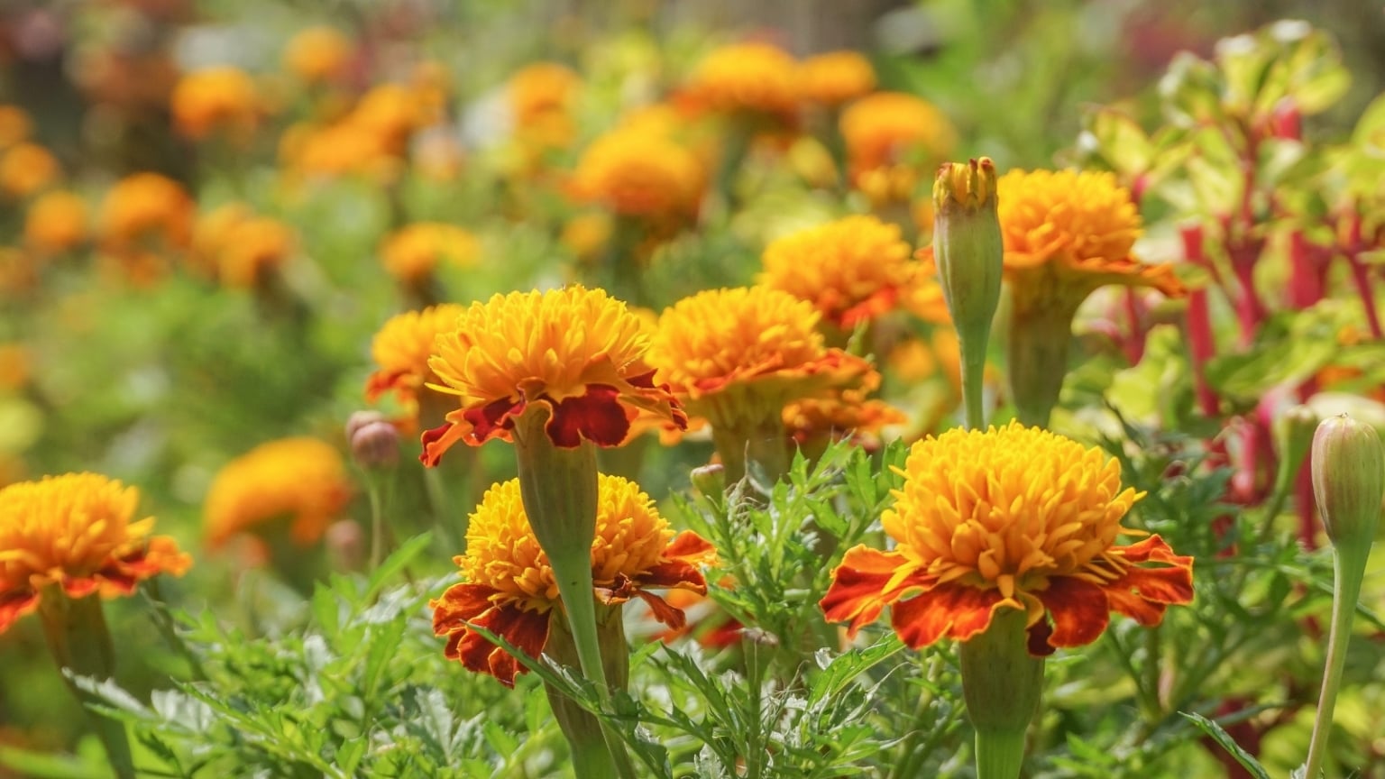 17 Companion Plants to Grow With Beets