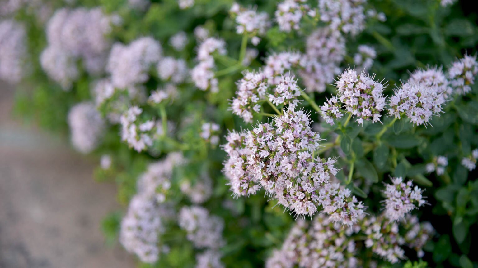 How to Plant, Grow, and Care for Marjoram