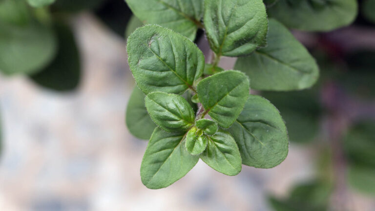 How to Plant, Grow, and Care for Marjoram