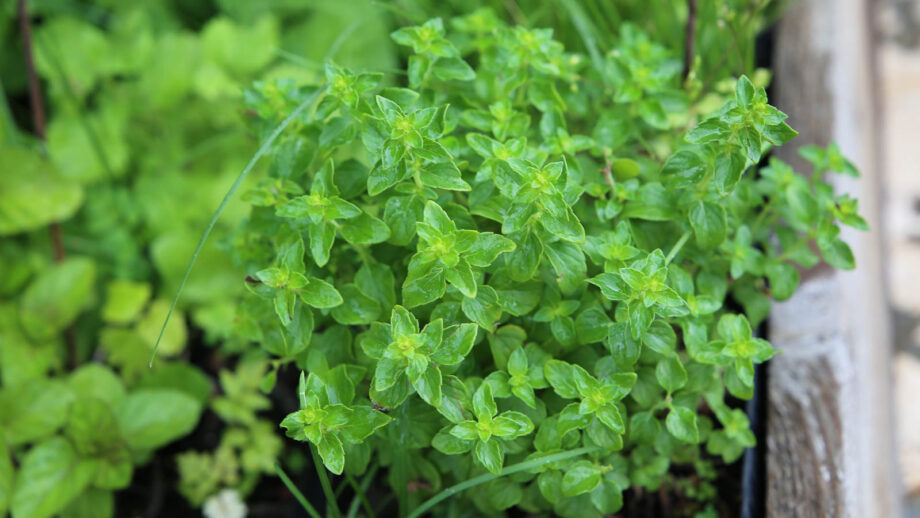 How to Plant, Grow, and Care for Marjoram
