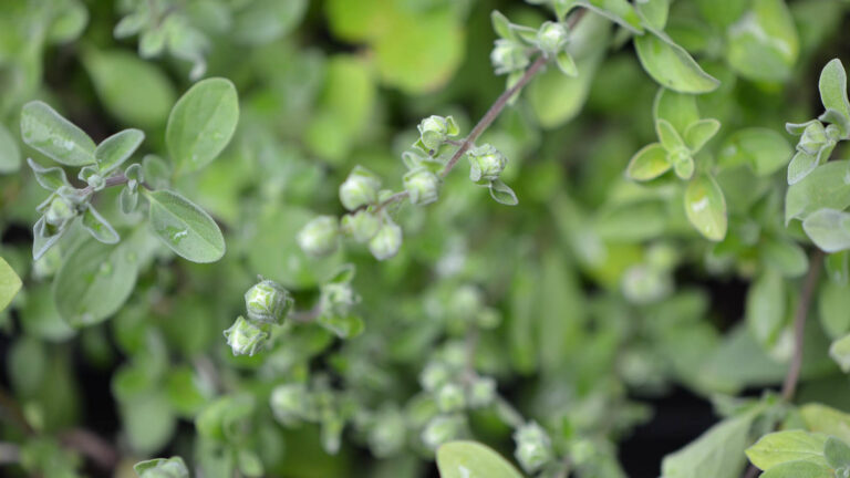 How to Plant, Grow, and Care for Marjoram
