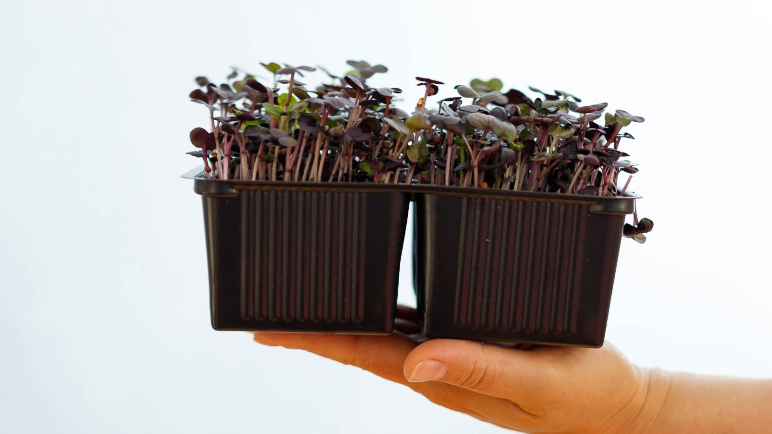 How to Grow Pak Choi Microgreens in 5 Easy Steps