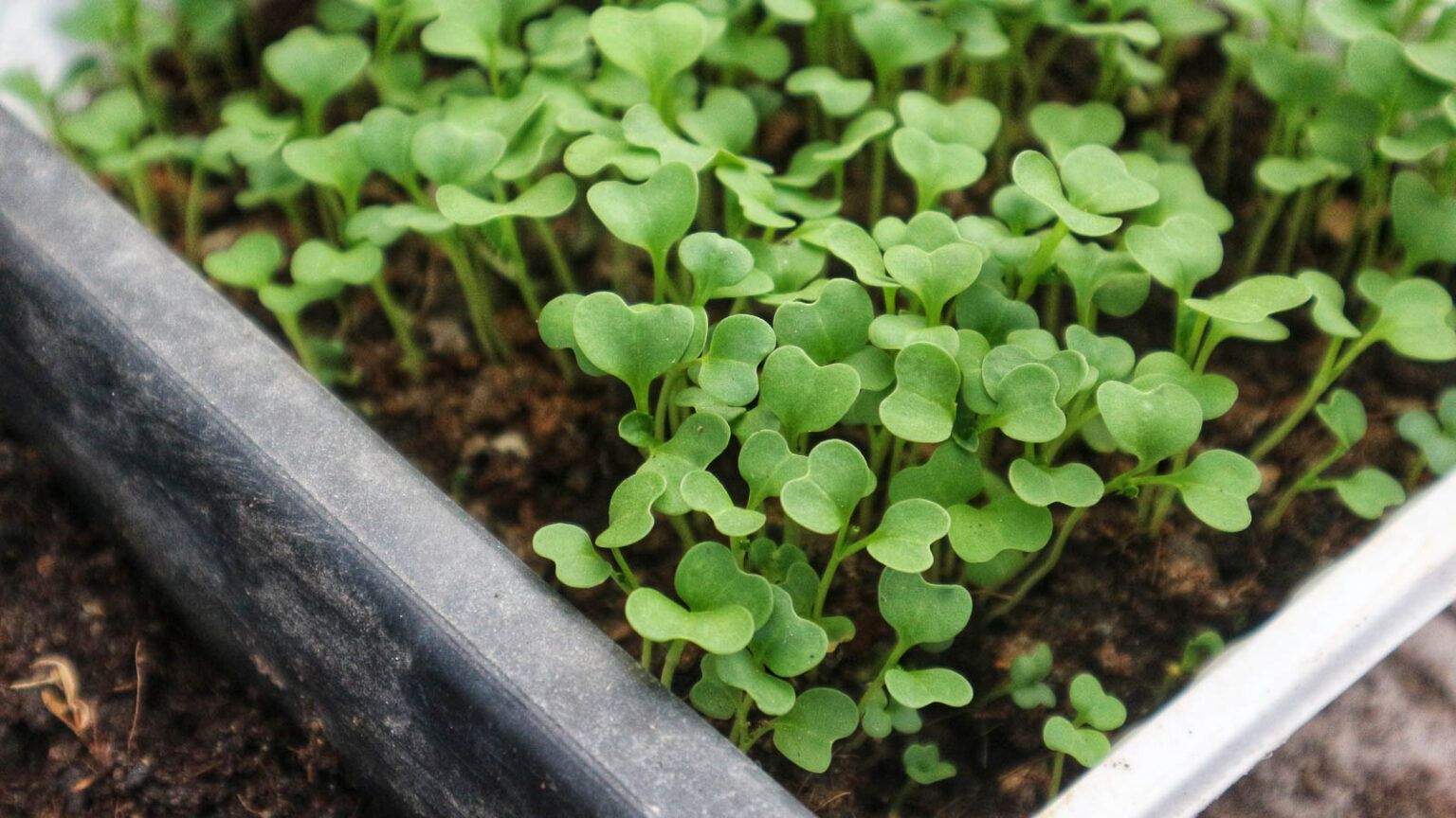 How to Grow Pak Choi Microgreens in 5 Easy Steps