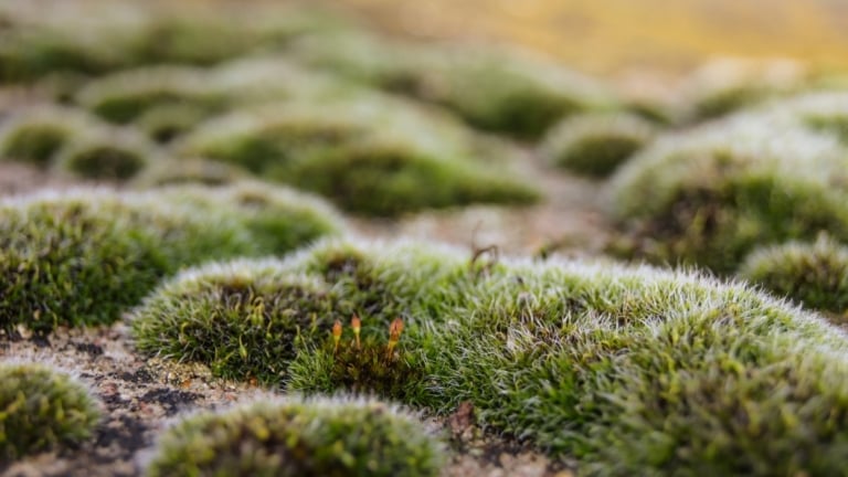 How to Plant, Grow, and Care For a Moss Lawn