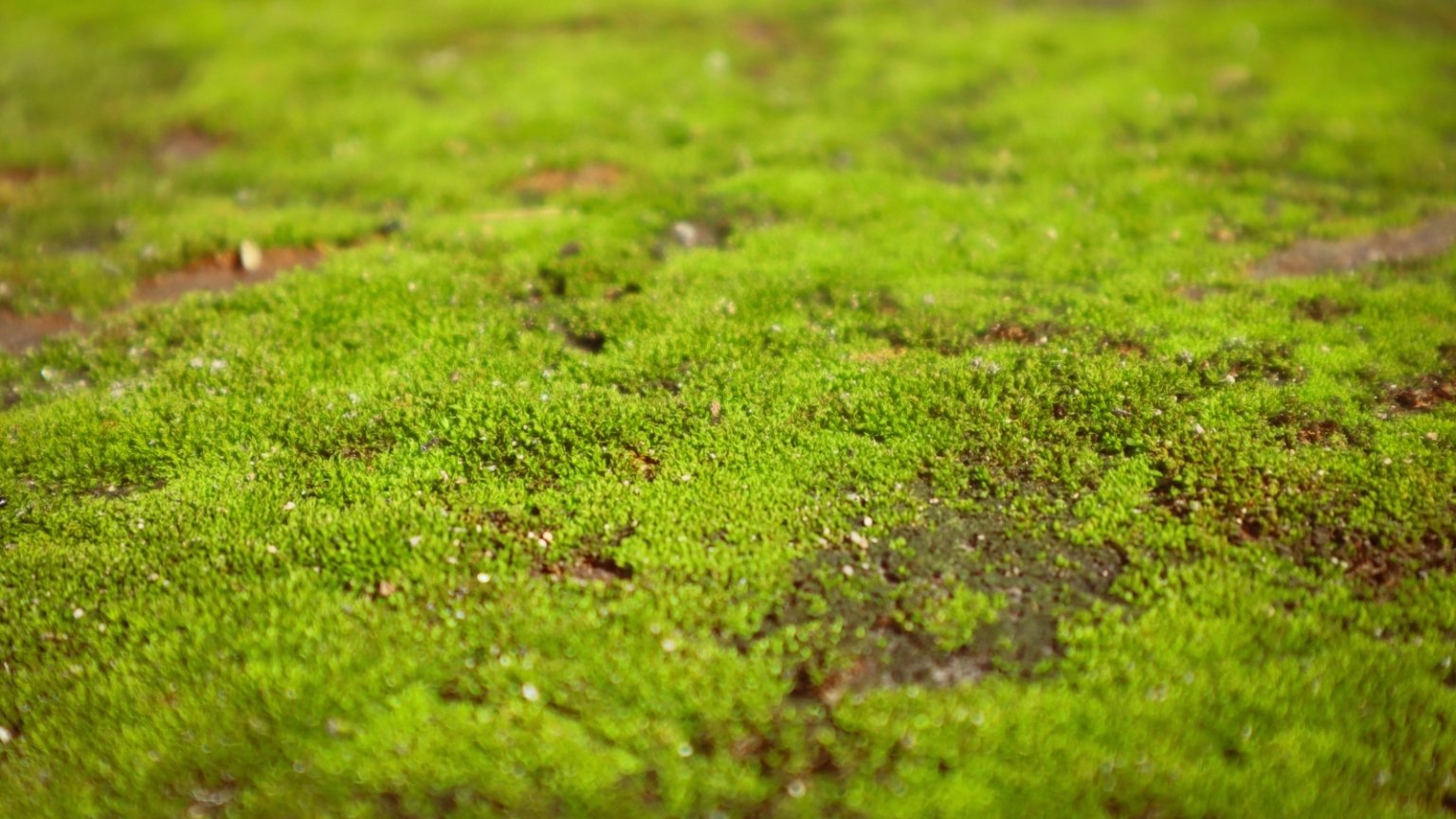 How to Plant, Grow, and Care For a Moss Lawn