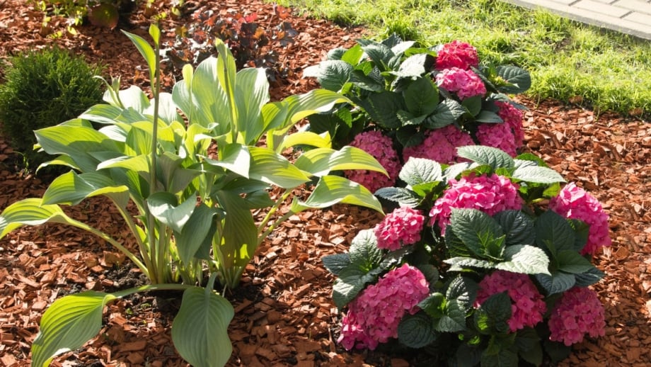 How To Spread Mulch The Right Way