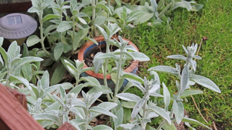 How to Plant, Grow, and Care For Lamb’s Ear Plants