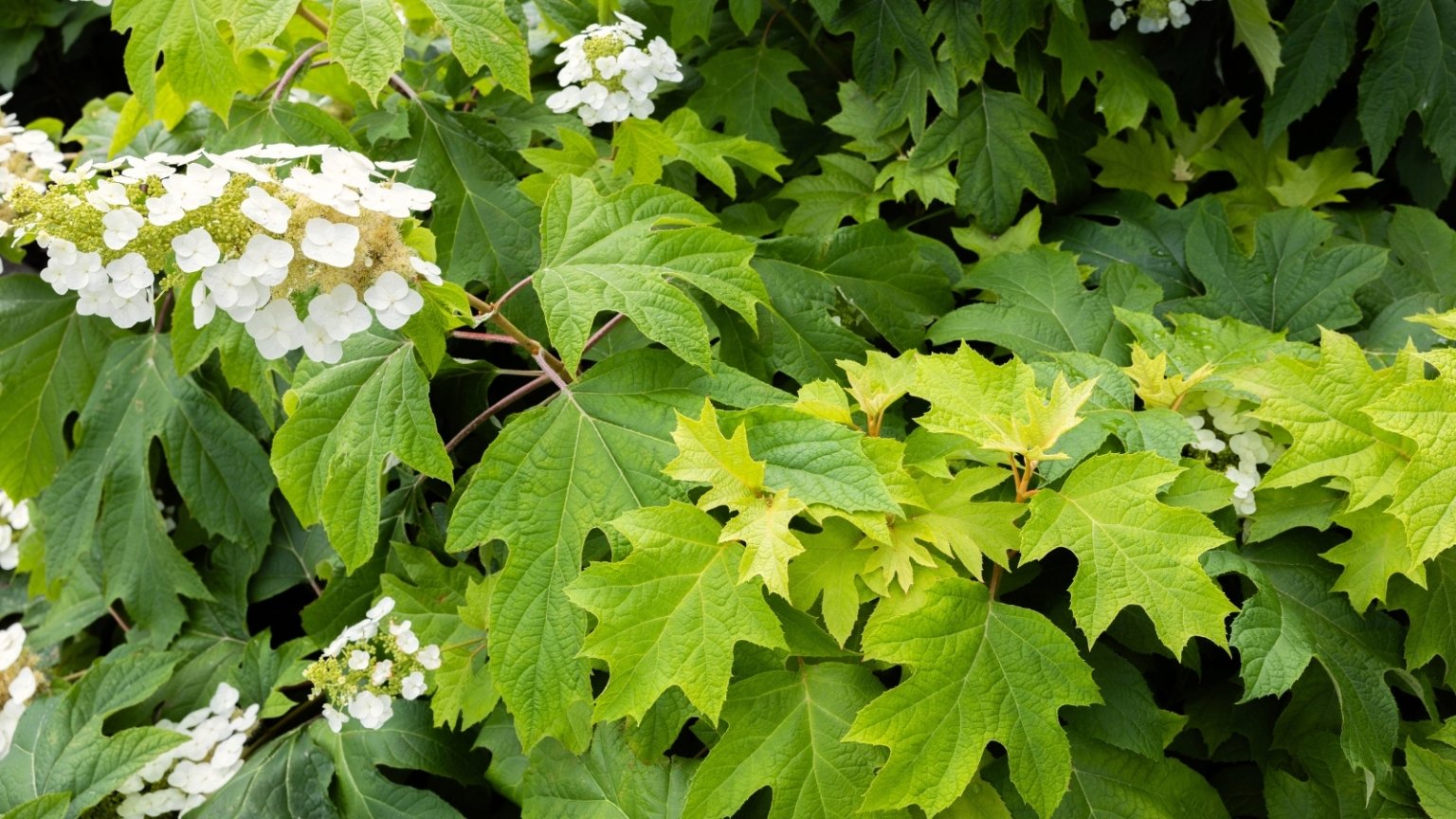 15 Varieties of Oakleaf Hydrangea
